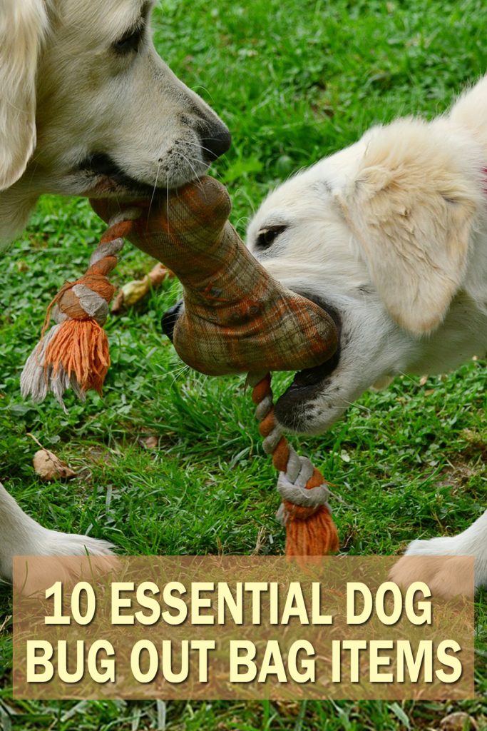 10 Items to Pack in a Dog Bug Out Bag - Survival Gear Answers
