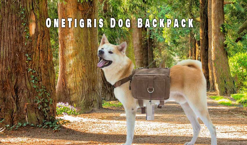 10 Items to Pack in a Dog Bug Out Bag - Survival Gear Answers